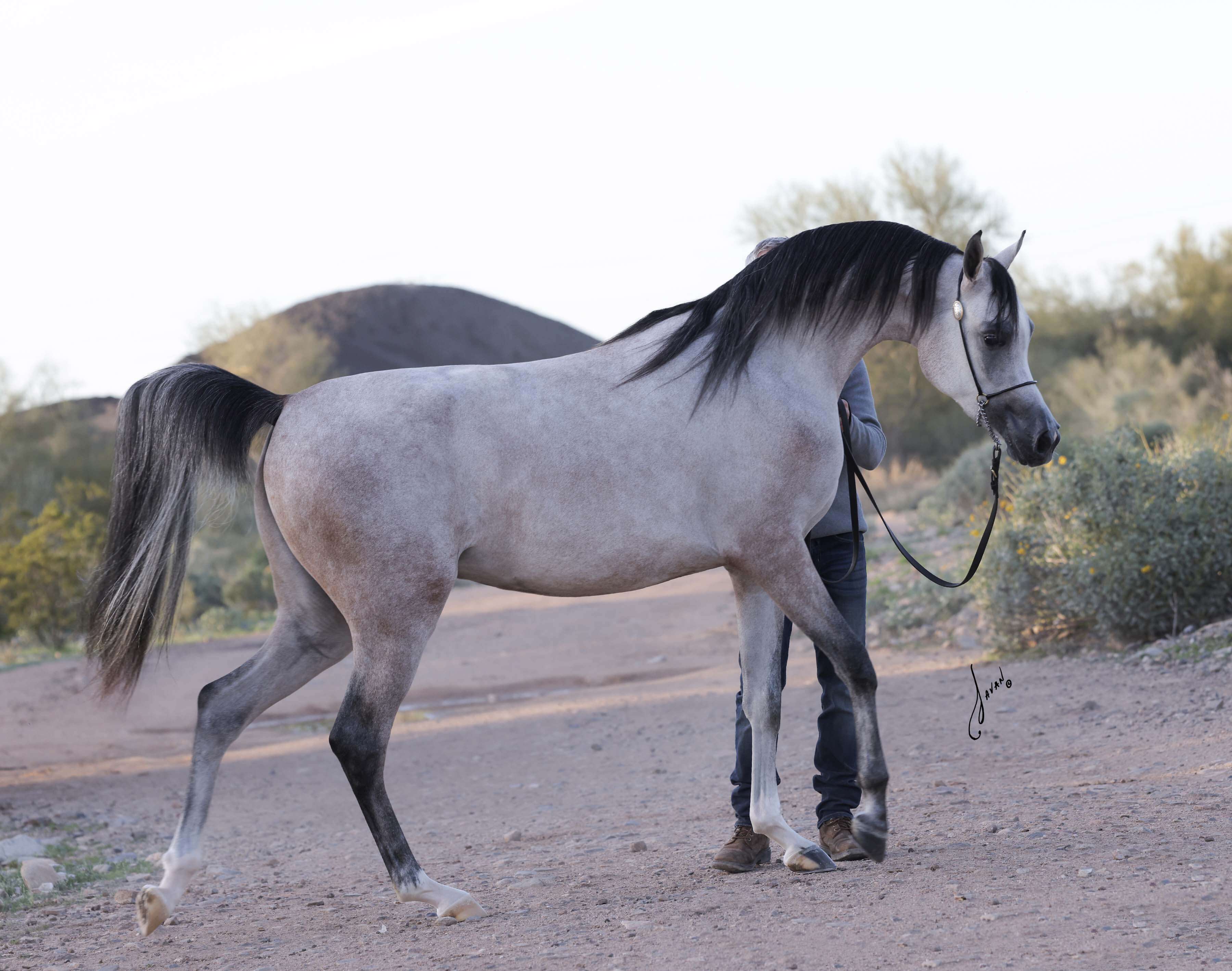 AJS Sigi's Song - Al Jood Stud